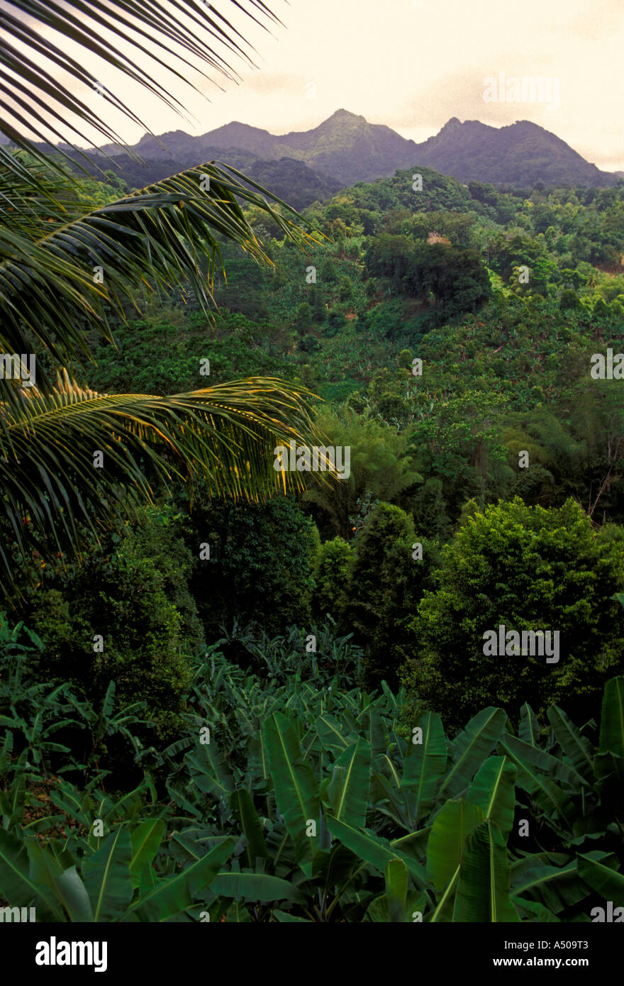 Grand etang rainforest hi-res stock photography and images - Alamy