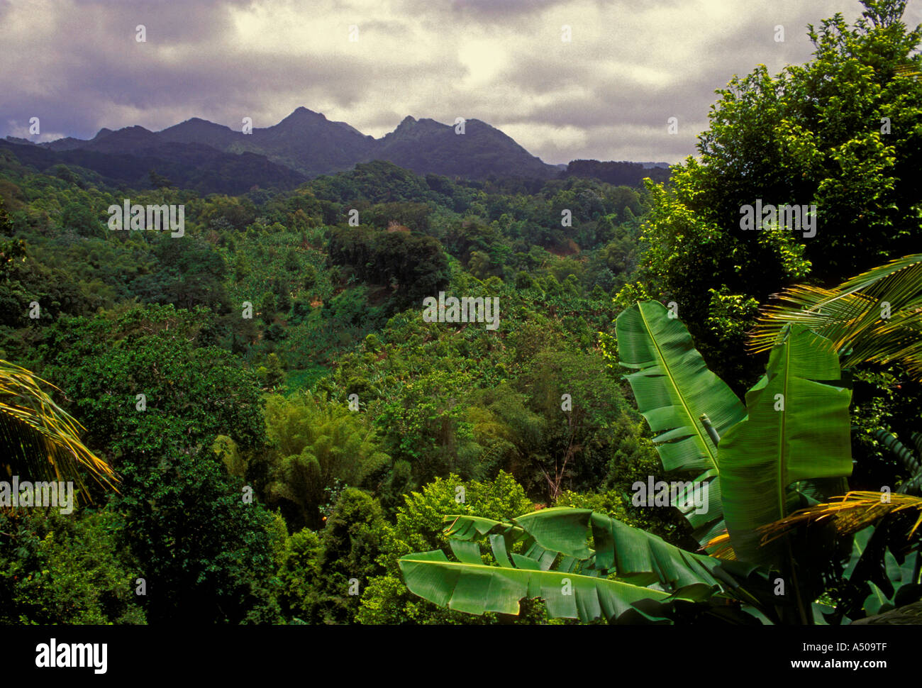hiking trail, rainforest, Grand Etang National Park and Forest Reserve ...