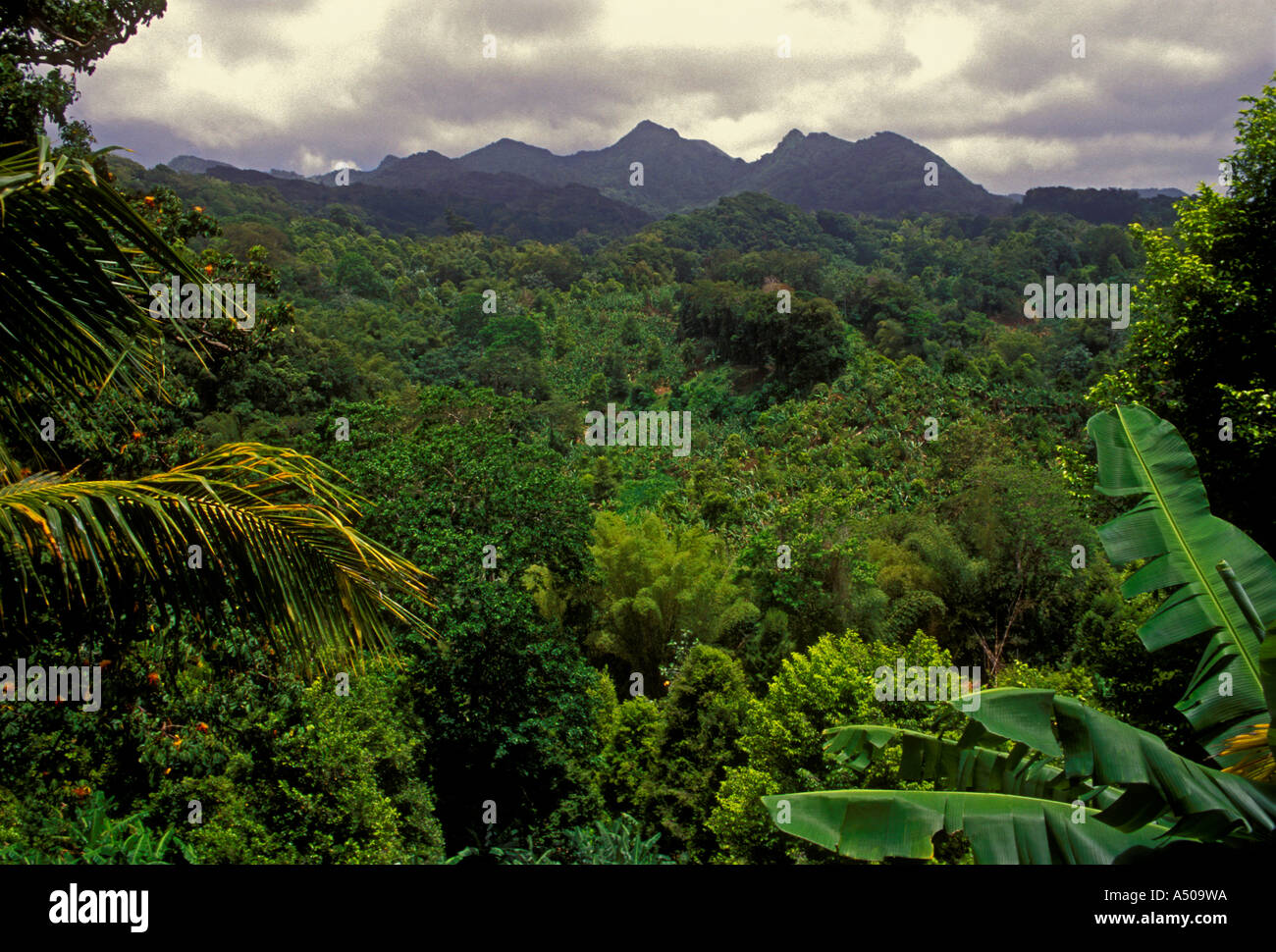 hiking trail, rainforest, Grand Etang National Park and Forest Reserve ...