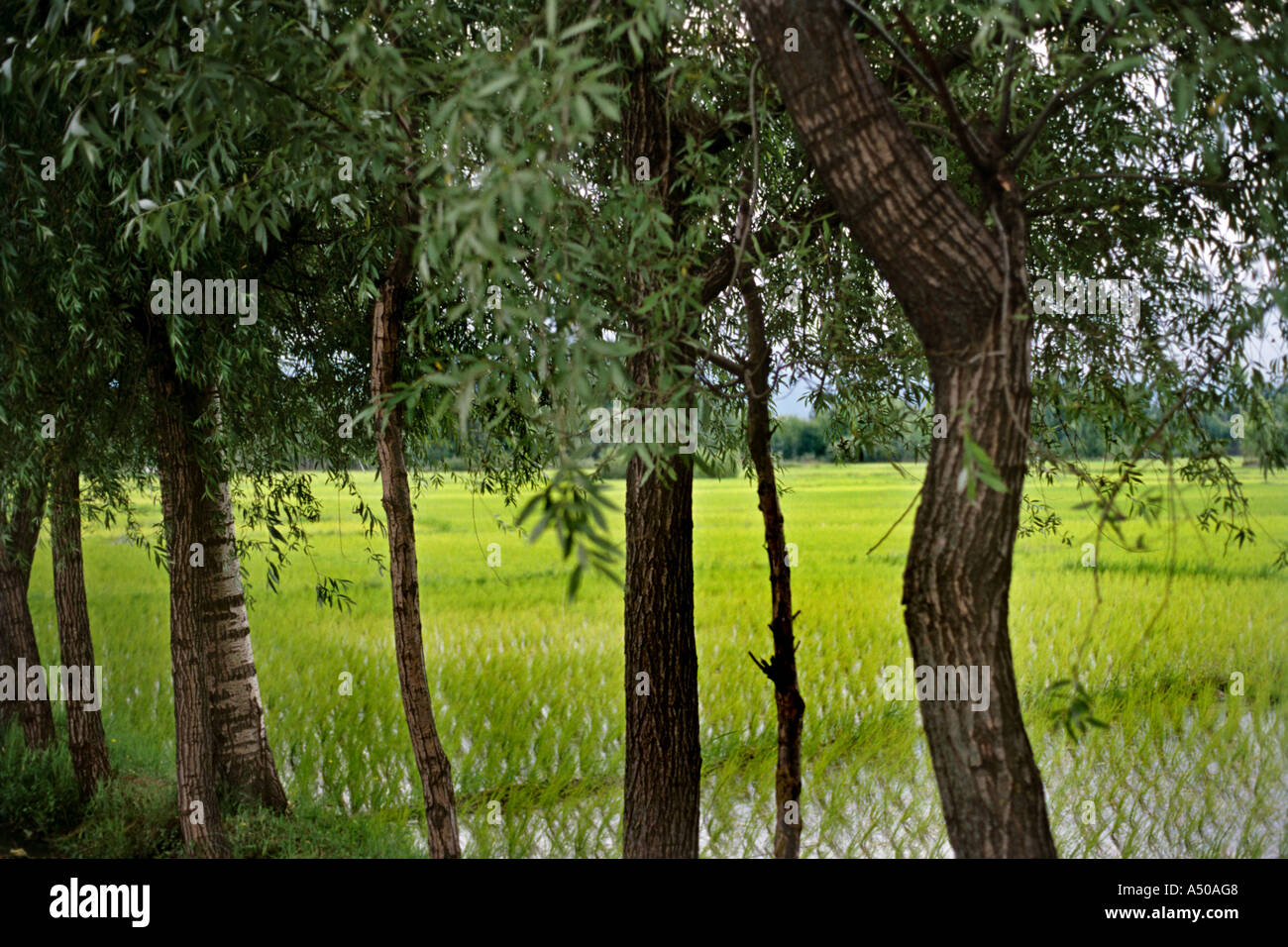 TREES AROUND A FARM Stock Photo - Alamy
