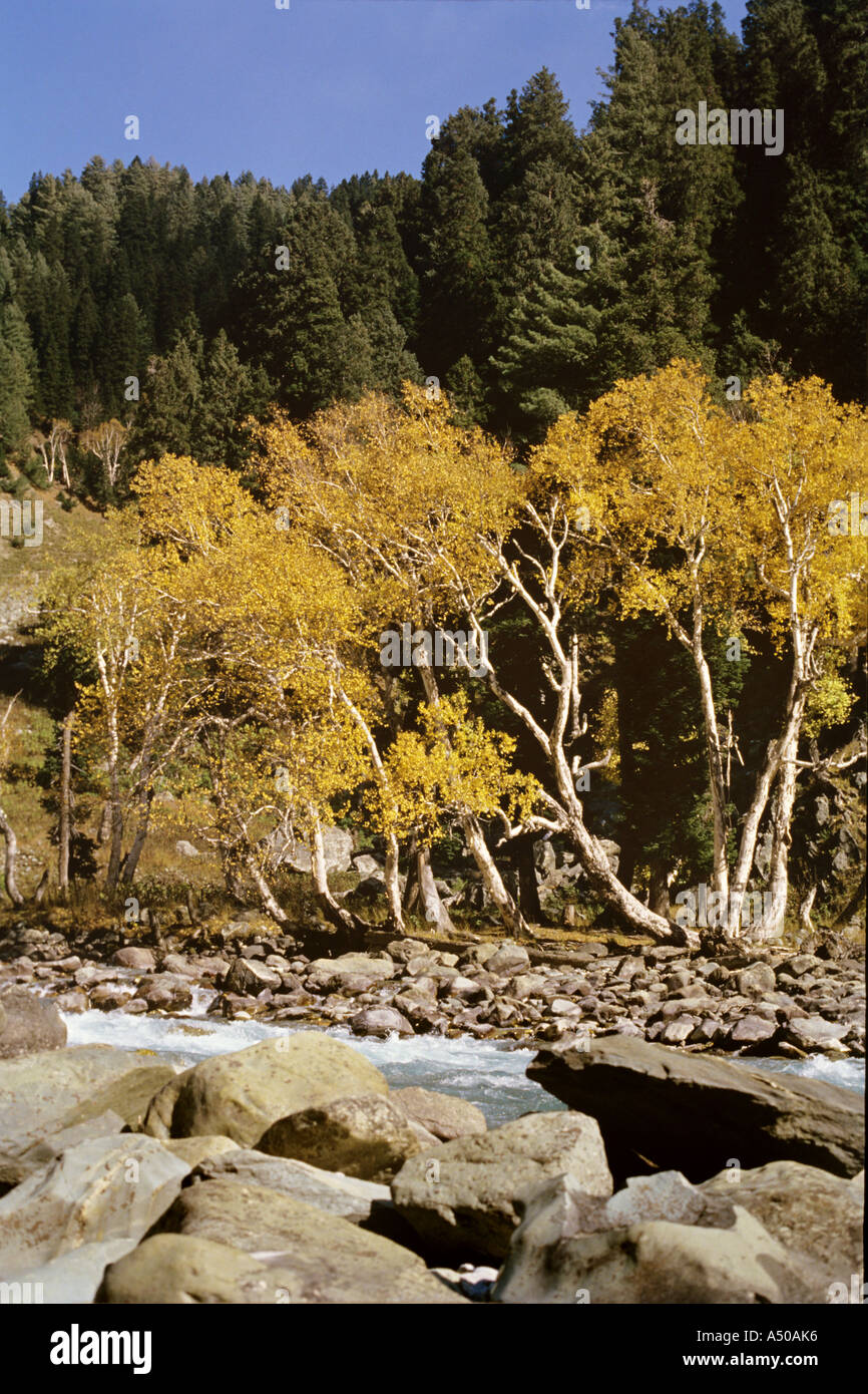 Trees in forest jammu kashmir hi-res stock photography and images - Alamy