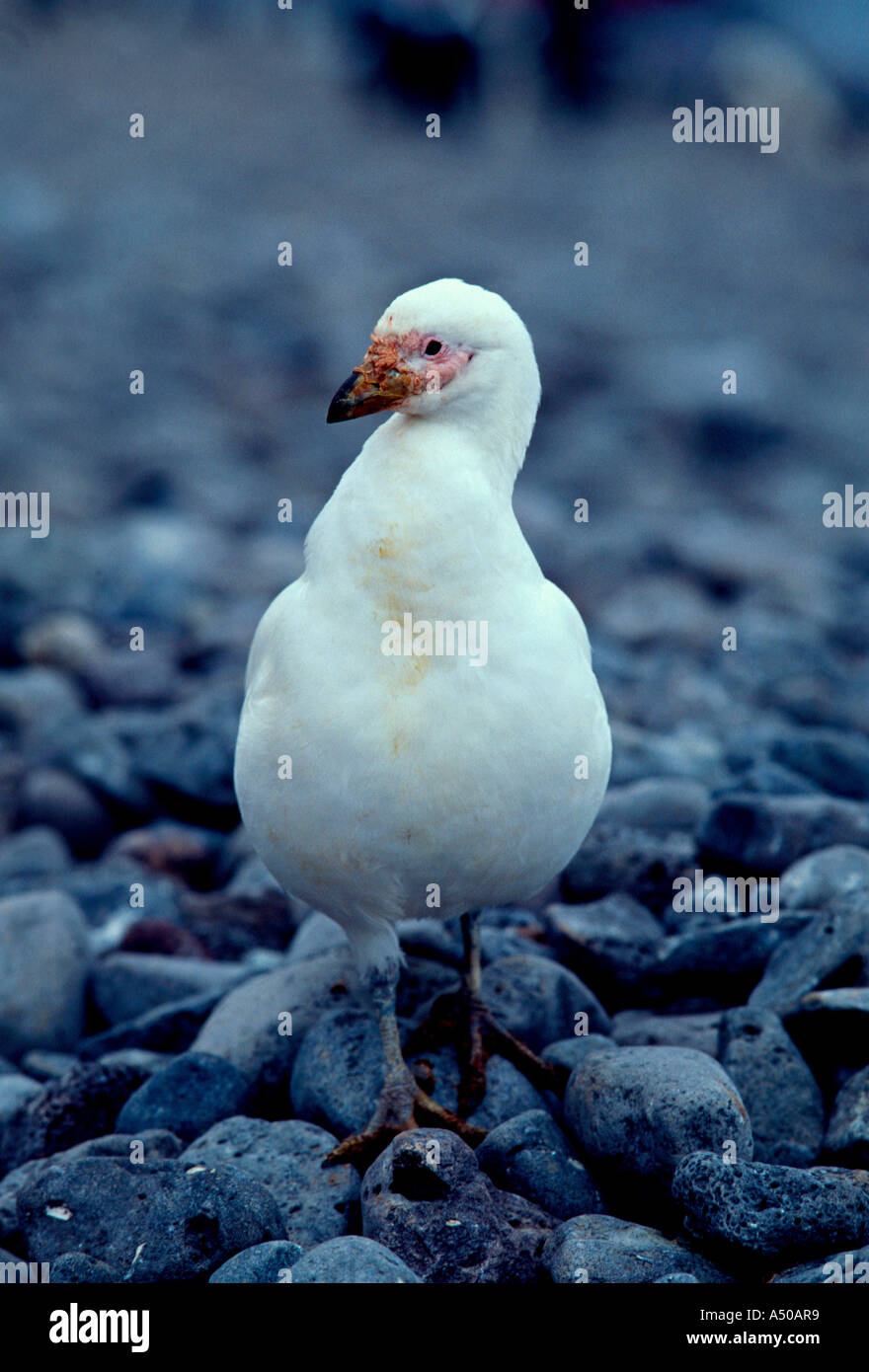 Snowy Sheathbill, Chionis alba, beach, Paulet Island, Antarctic ...