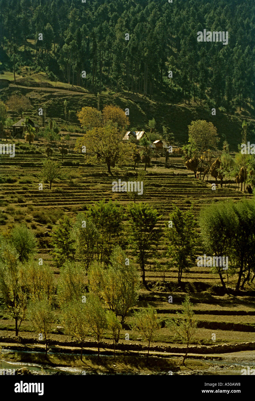 Paddy fields in Kashmir in Jammu Kashm Stock Photo - Alamy