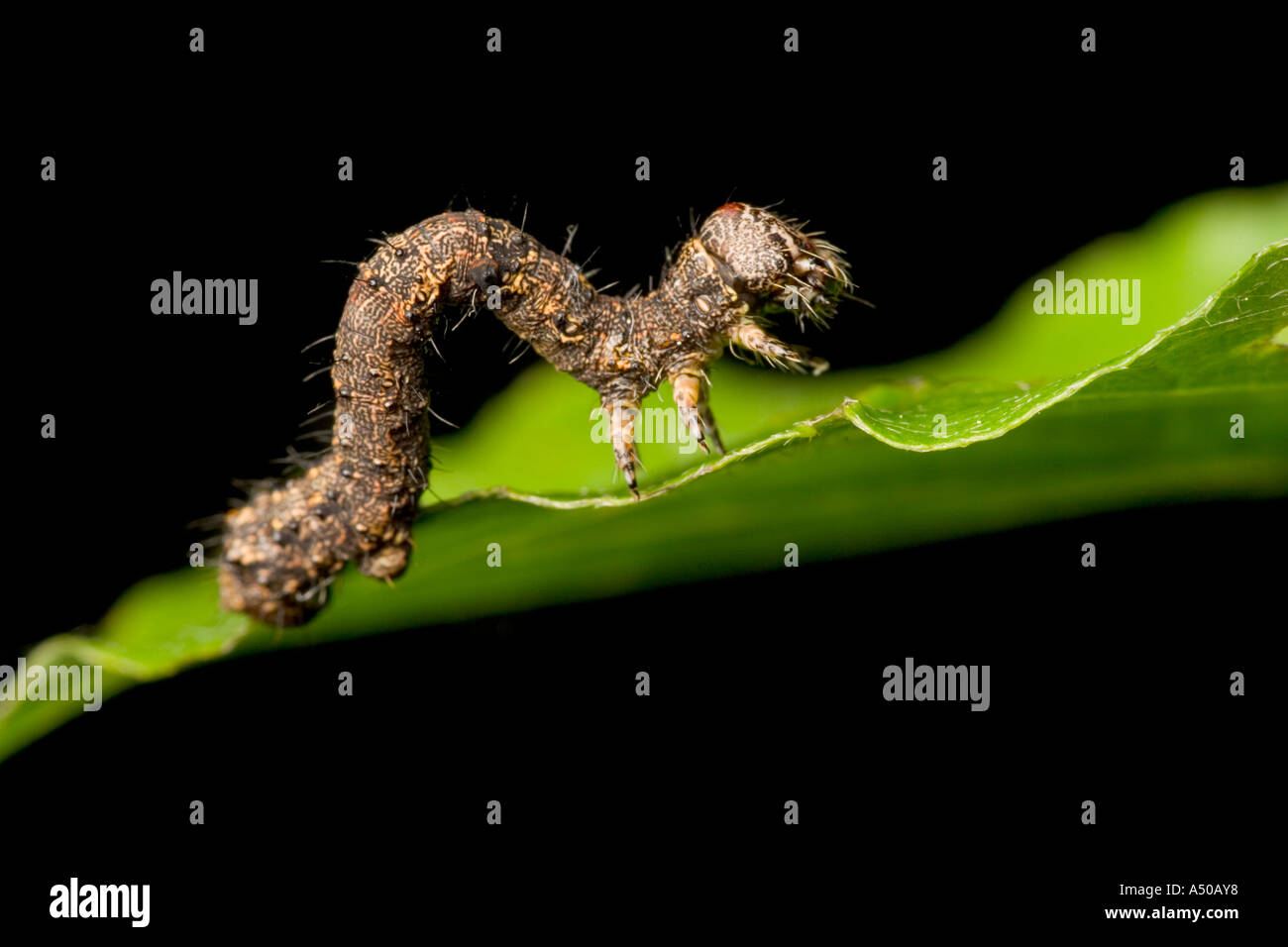 Geometridae inch hi-res stock photography and images - Alamy