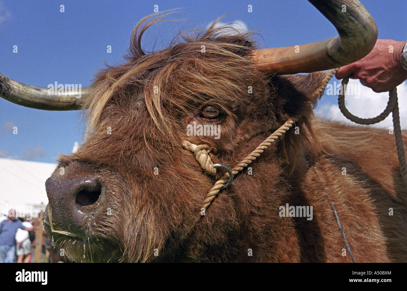 highland cow on show at agricultural county show dorset england uk ...