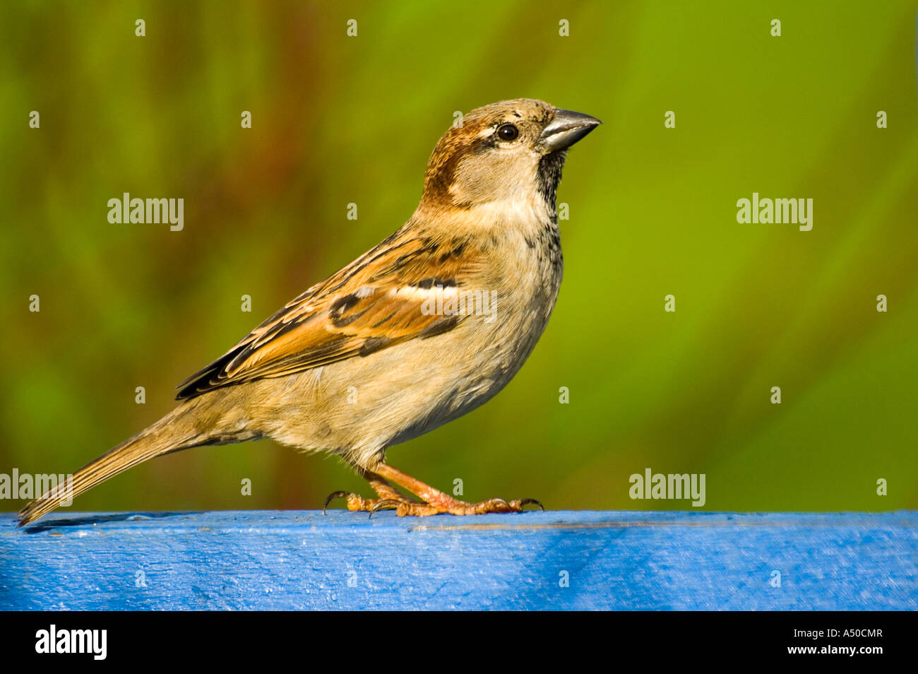 House Sparrow - Passer Domesticus Stock Photo - Alamy