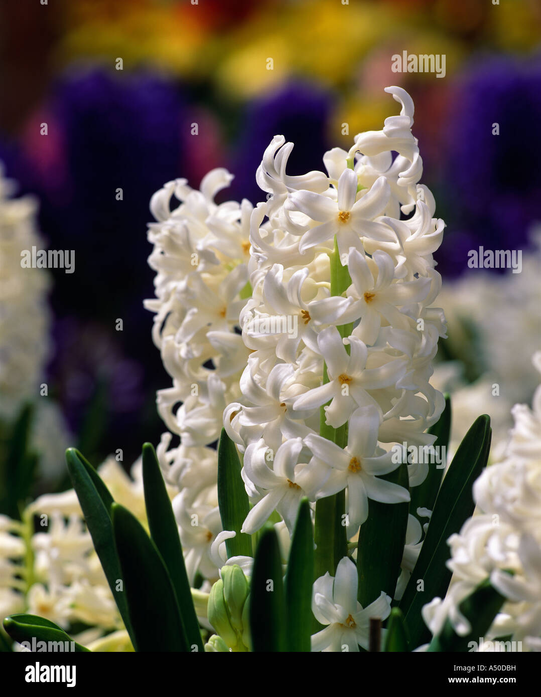 WHITE HYACINTH (HYACINTHUS ORIENTALIS Stock Photo - Alamy