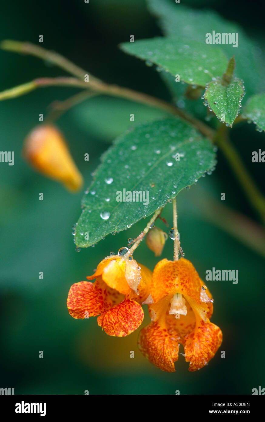 Jewelweed stem hi-res stock photography and images - Alamy
