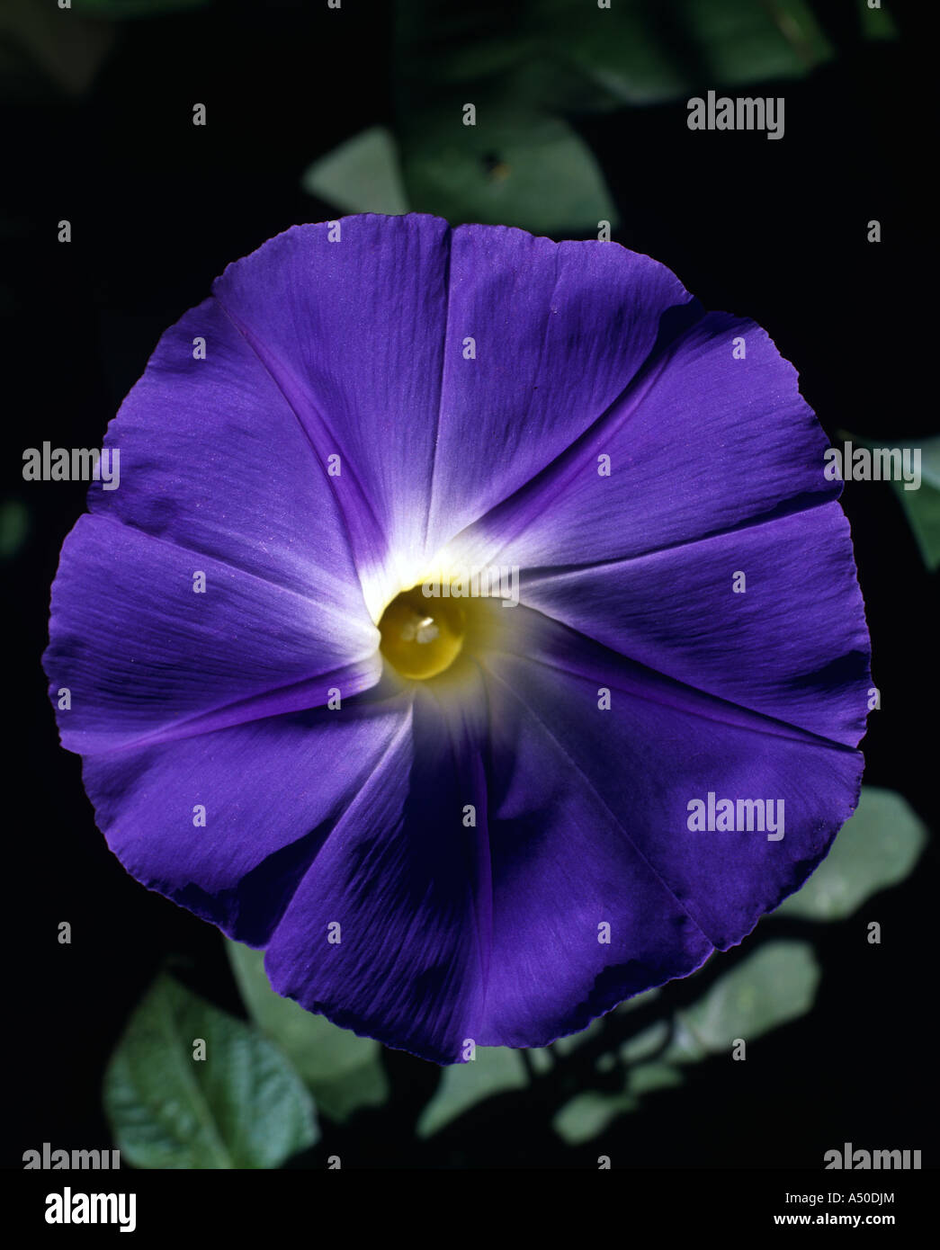 Morning Glory Heavenly Blue Stock Photos & Morning Glory Heavenly Blue ...