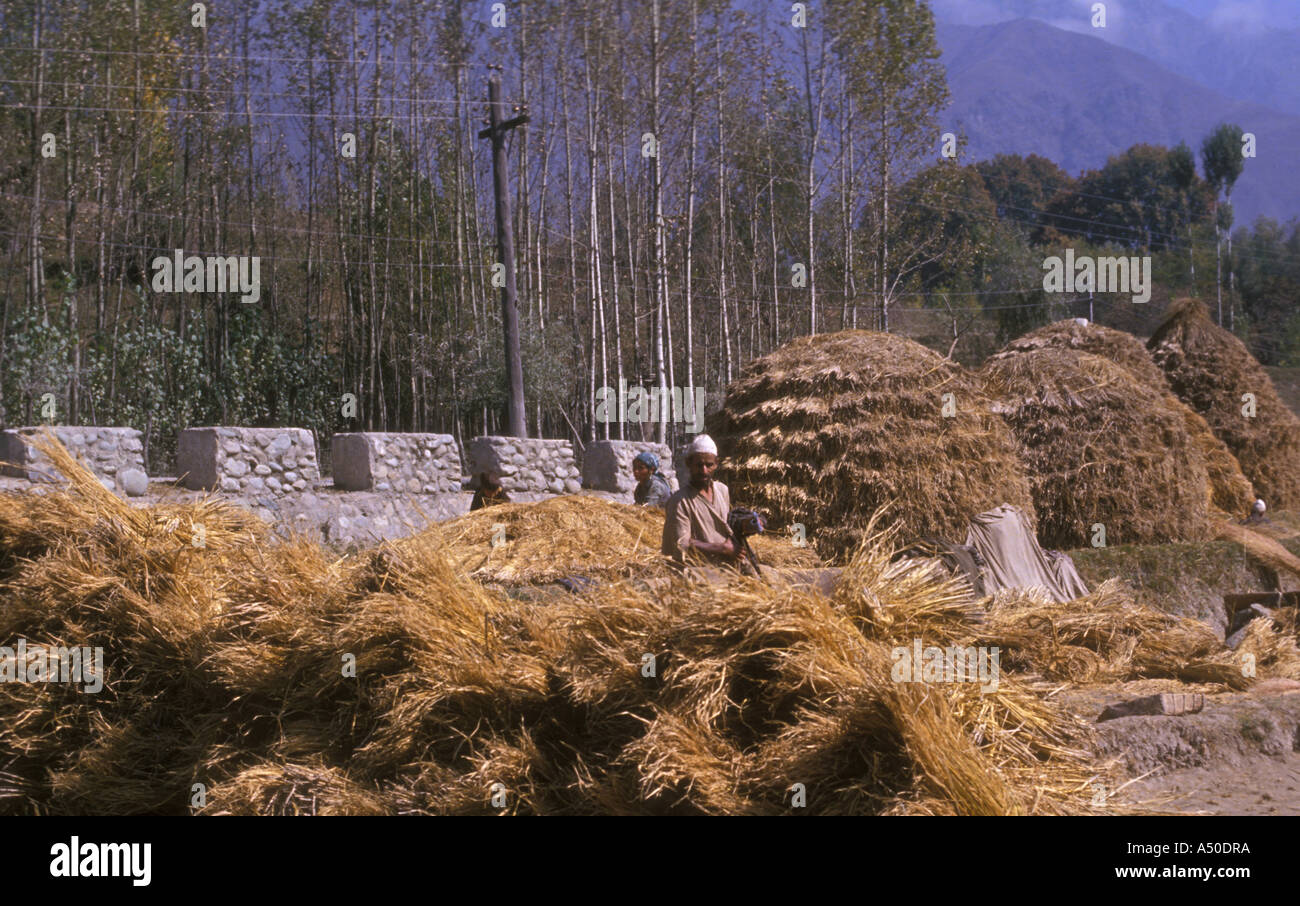 Paddy threshed and made into haystacks post harvest India Stock Photo ...