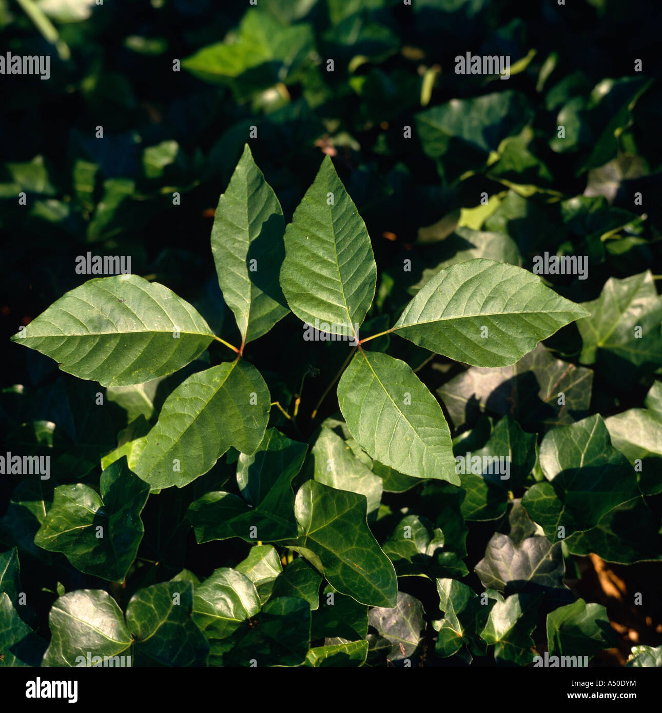 POISON IVY (RHUS RADICANS Stock Photo - Alamy