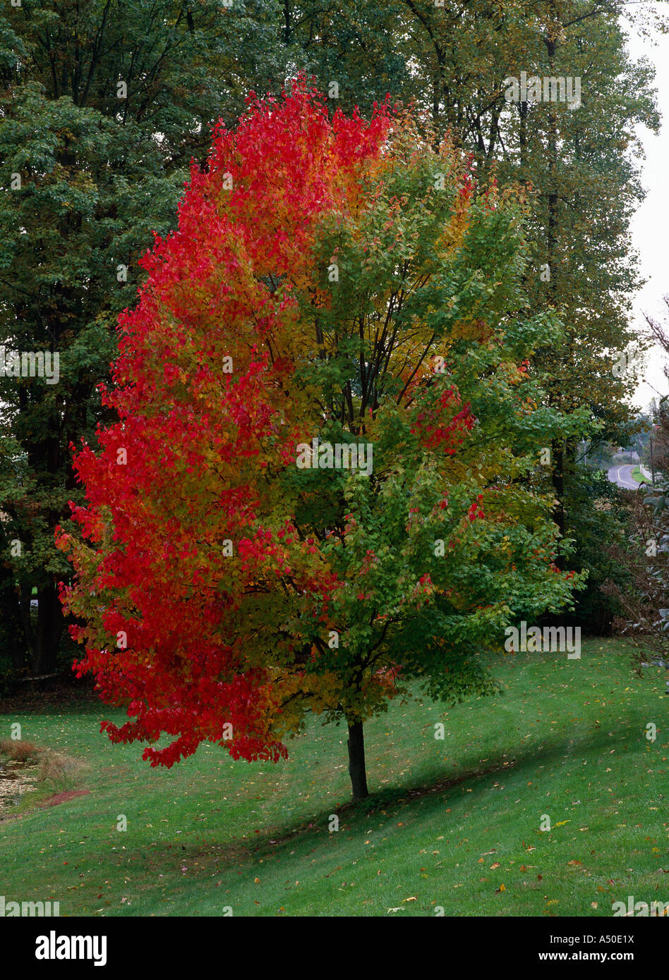 MAPLE TREE (ACER SP.) CHANGING COLORS / PENNSYLVANIA Stock Photo - Alamy