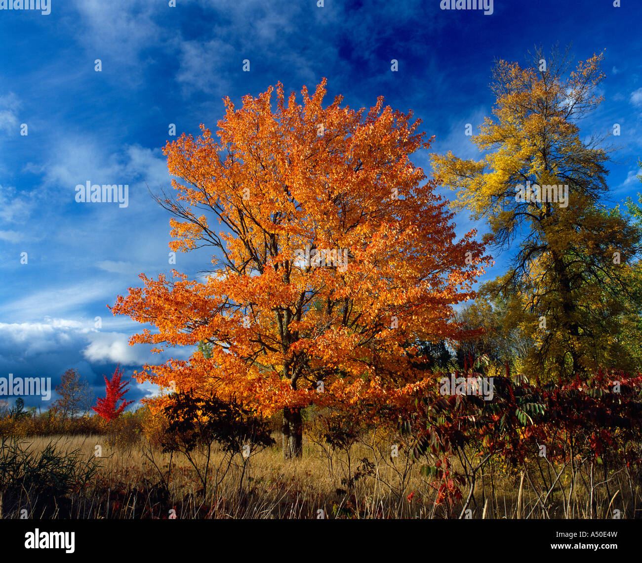 SUGAR MAPLE (ACER SACCHARUM) / MINNESOTA Stock Photo - Alamy