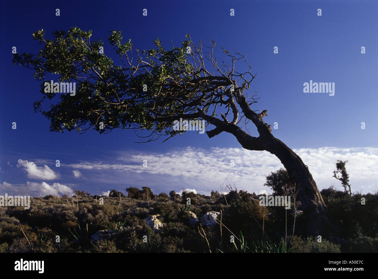 Lone cyprus tree hi-res stock photography and images - Alamy