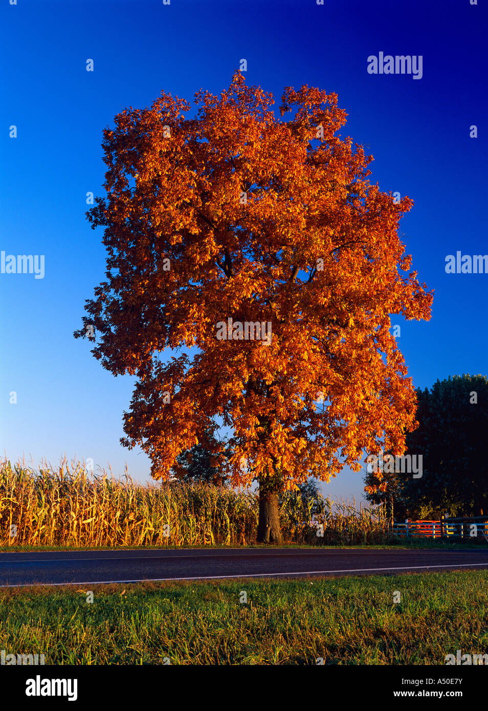 MOCKERNUT HICKORY TREE (CARYA TOMENTOSA) / PENNSYLVANIA Stock Photo - Alamy