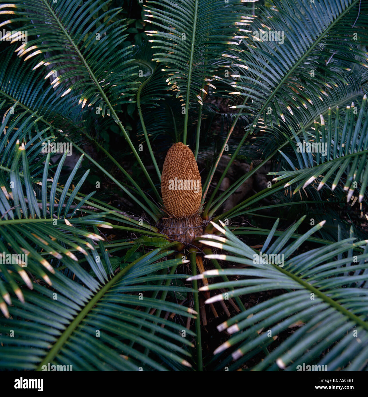 CYCAD (CYCAS SP) / FAIRCHILD TROPICAL GARDEN/FLORIDA Stock Photo - Alamy