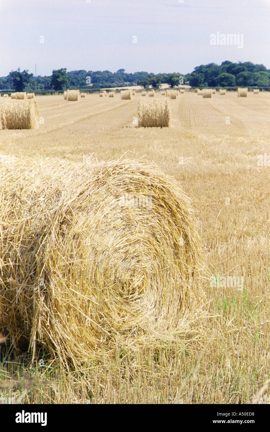 Rolled Straw Bales Modern Farming Suffolk England Great Britain Stock ...