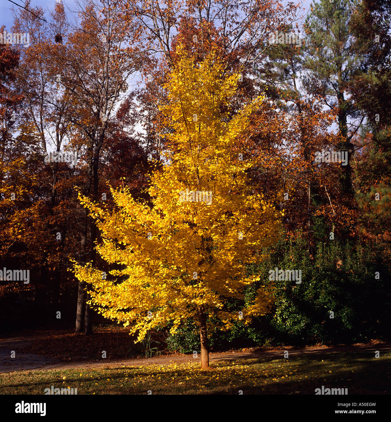 MAIDENHAIR TREE (GINKGO BILOBA) / GEORGIA Stock Photo - Alamy