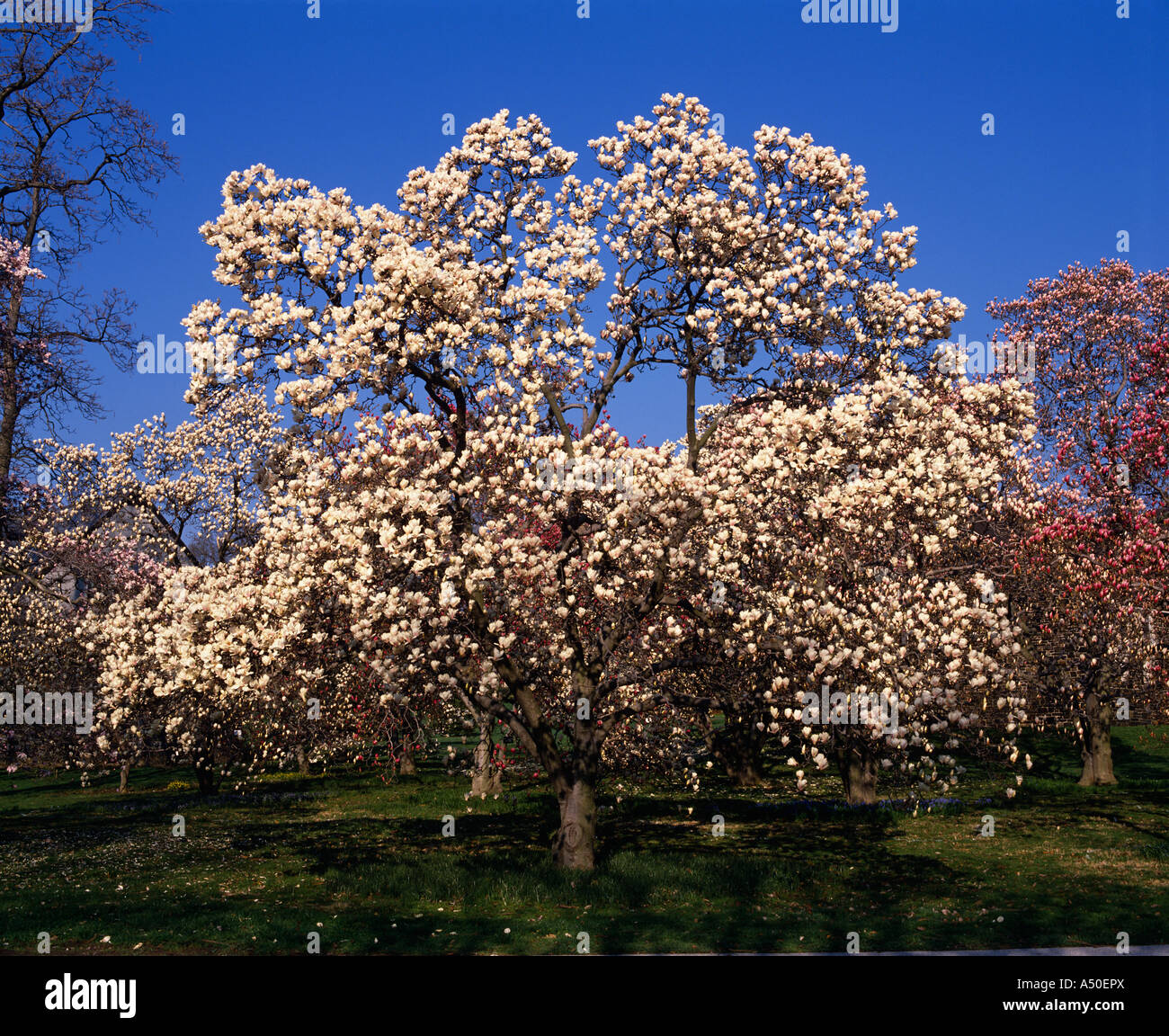 SAUCER MAGNOLIA; CHINESE MAGNOLIA (MAGNOLIA X SOULANGIANA Stock Photo ...