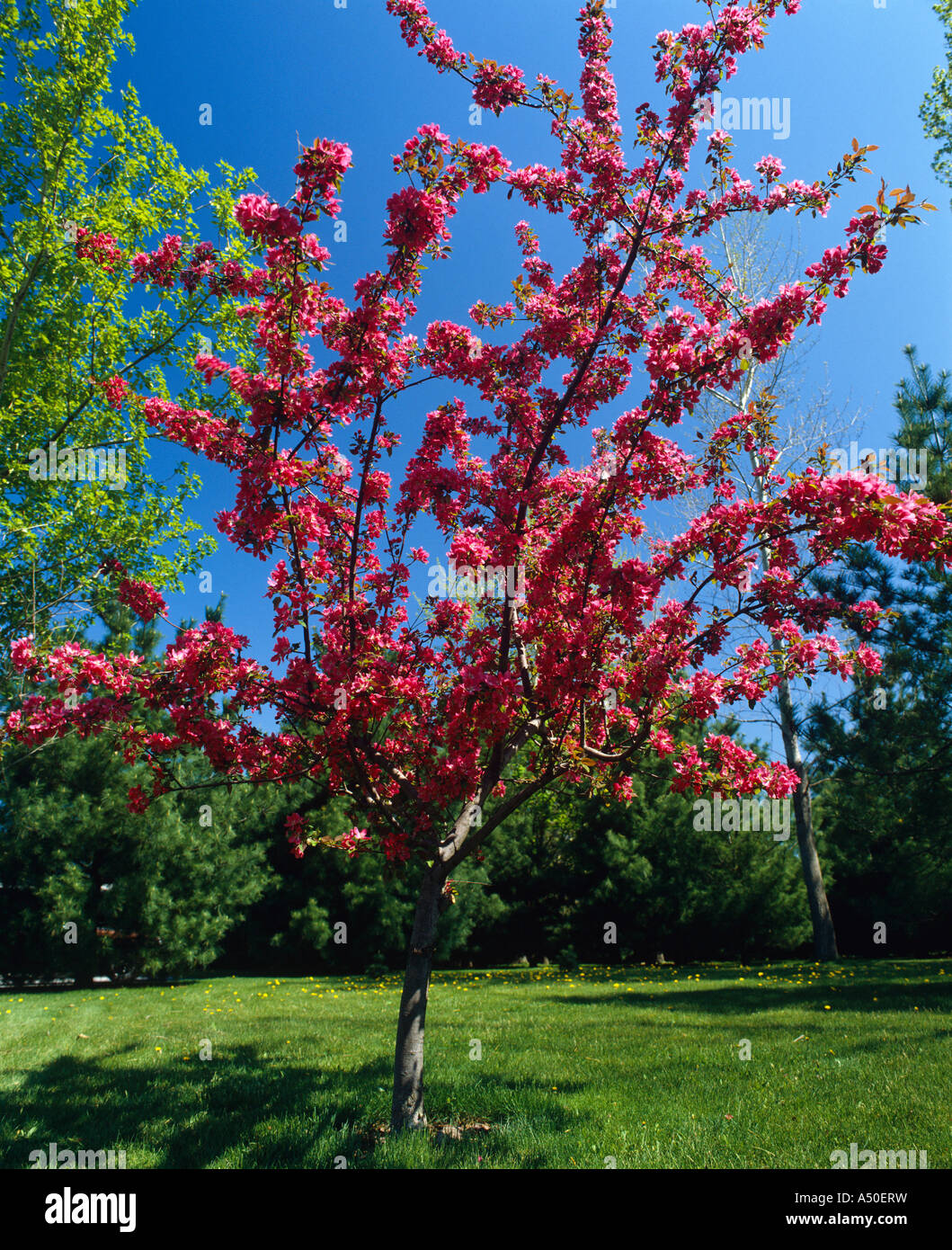 FLOWERING CRABAPPLE 'ALMEY' (MALUS SP Stock Photo - Alamy