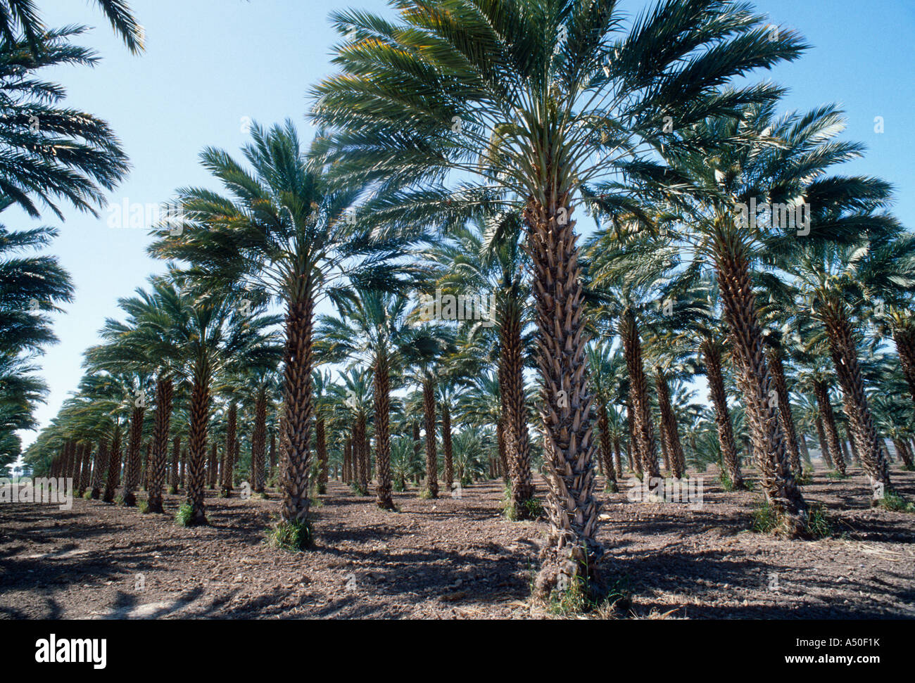DATE PALM (PHOENIX DACTYLIFERA) / CALIFORNIA Stock Photo - Alamy