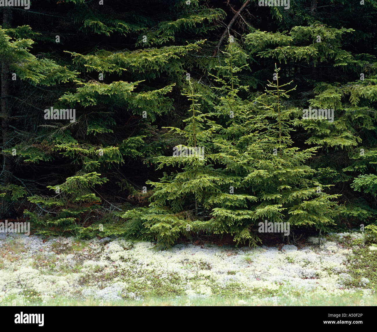 YOUNG SPRUCE (PICEA SP.) / MAINE Stock Photo - Alamy