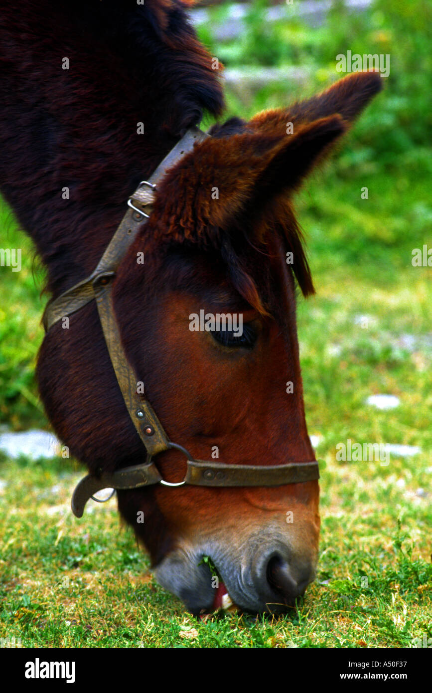 Mulo Stock Photos & Mulo Stock Images - Alamy