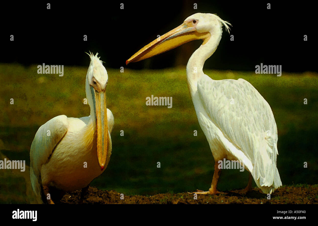 Pellicano hi-res stock photography and images - Alamy