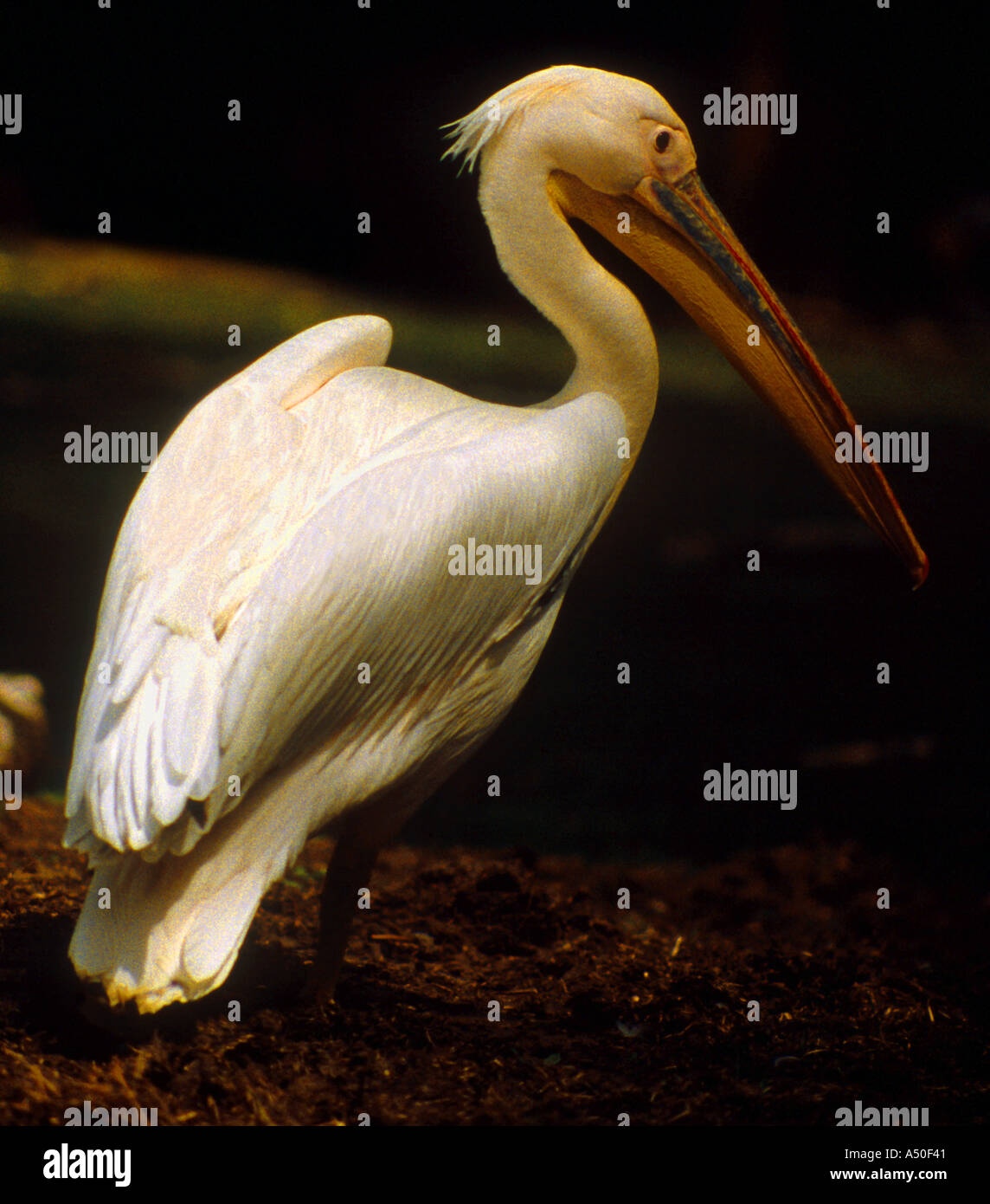 Pellicano hi-res stock photography and images - Alamy