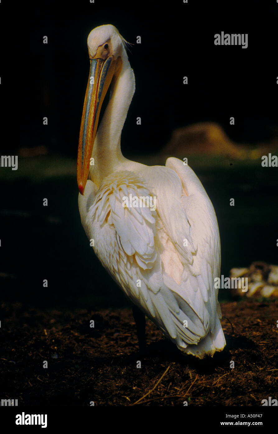 Pellicano hi-res stock photography and images - Alamy