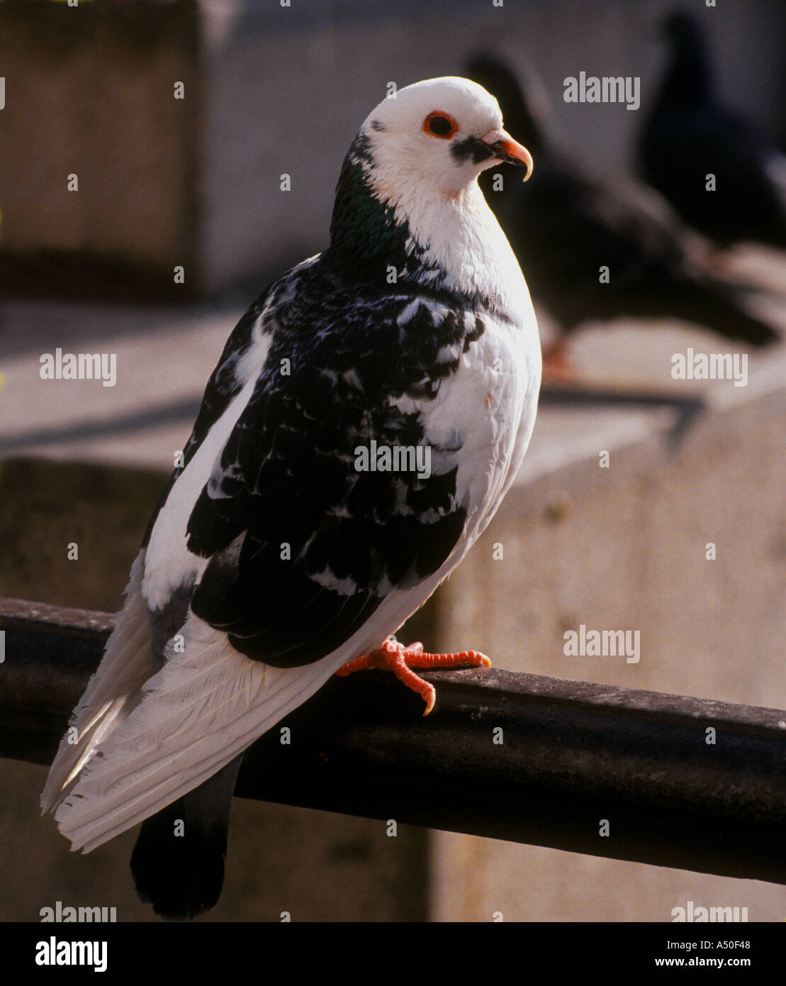 Piccione hi-res stock photography and images - Alamy