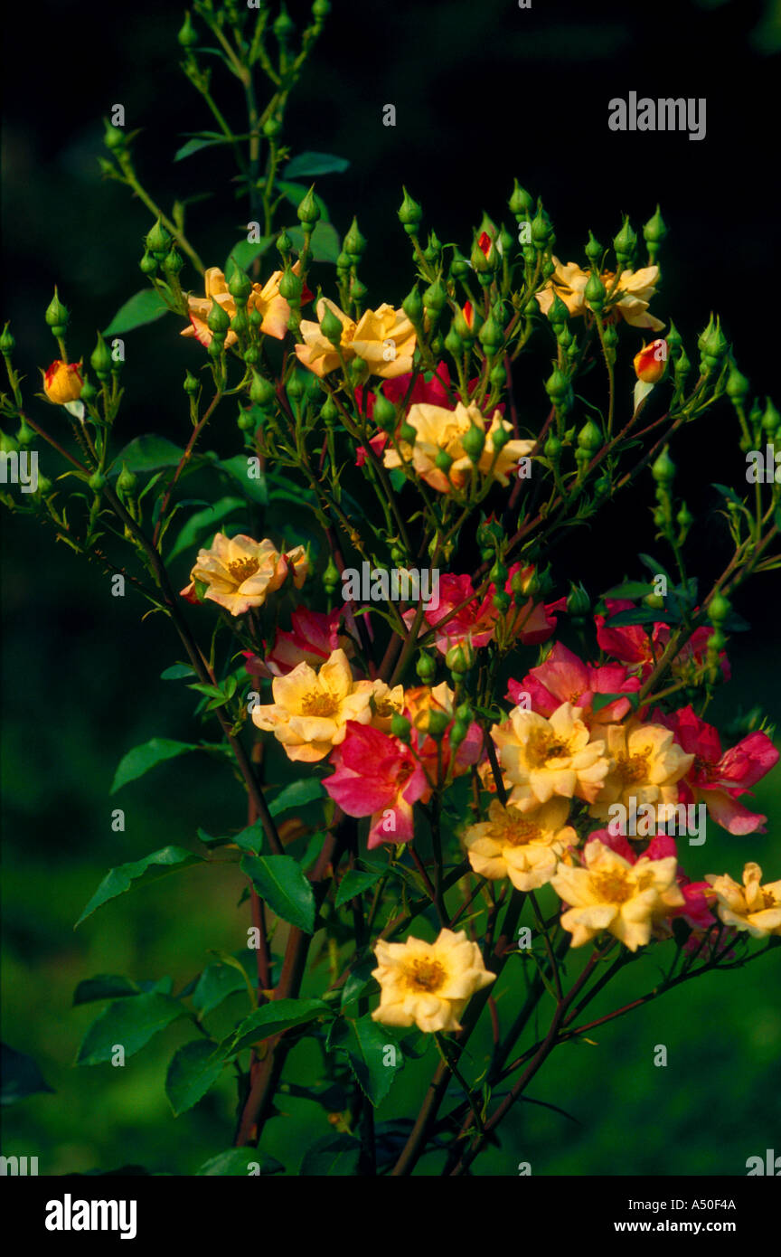 Roselline hi-res stock photography and images - Alamy
