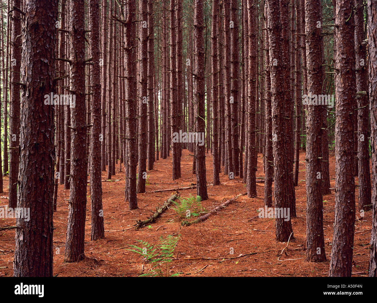 RED PINE PLANTATION (PINUS RESINOSA) / WEST VIRGINIA Stock Photo - Alamy
