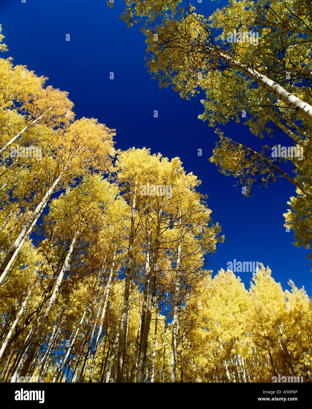 Aspen populus sp hi-res stock photography and images - Alamy