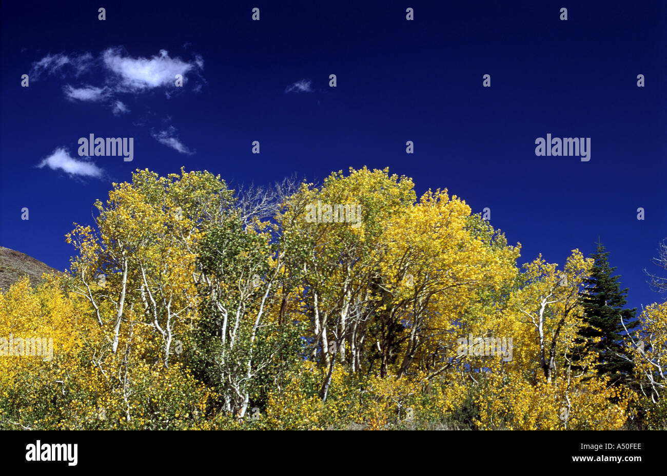 ASPEN TREES IN AUTUMN FALL COLOURS MEYERS SOUTH LAKE TAHOE CALIFORNIA ...