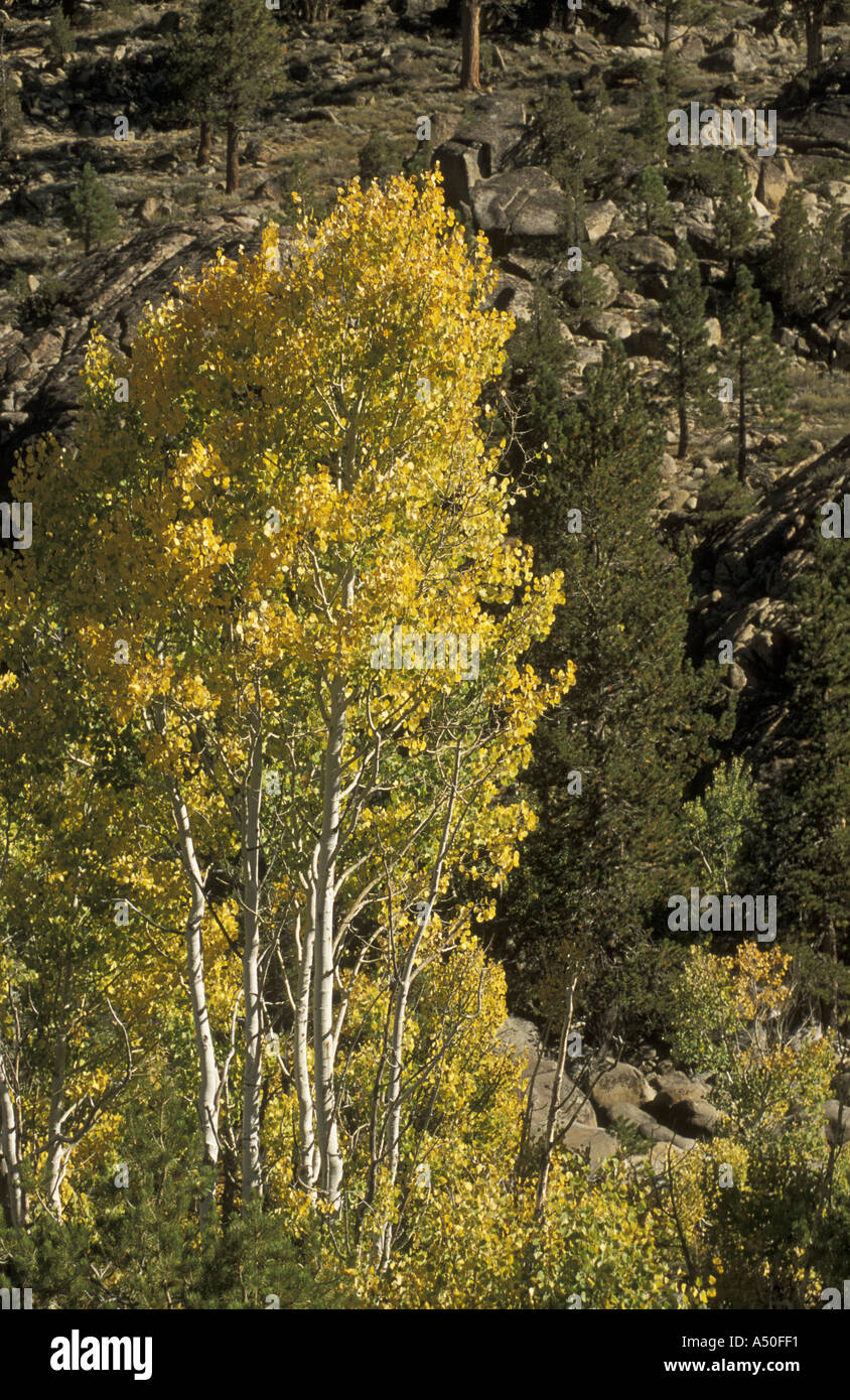 ASPEN TREES IN AUTUMN FALL COLOURS MEYERS SOUTH LAKE TAHOE CALIFORNIA ...