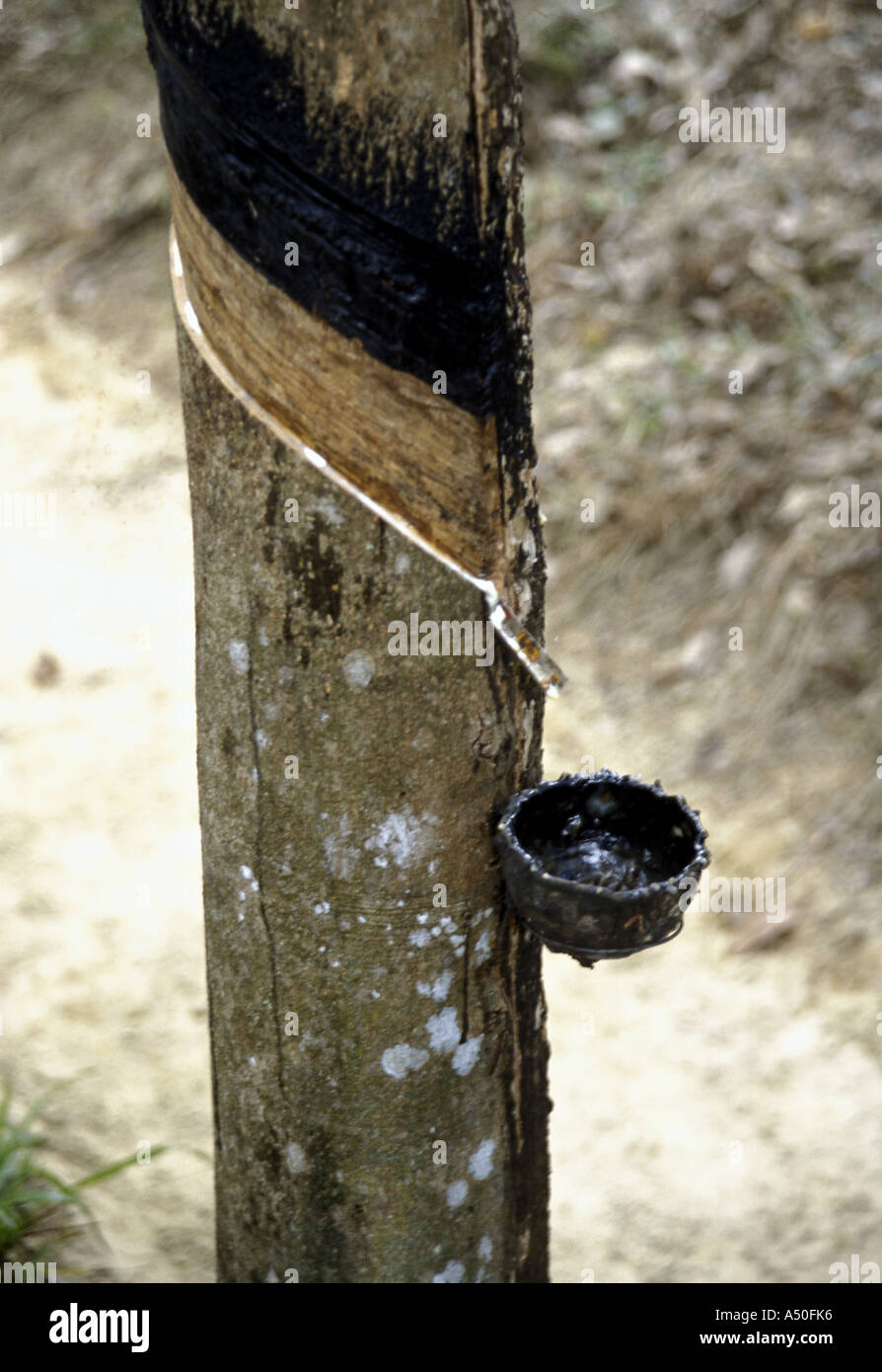 Rubber extraction hi-res stock photography and images - Alamy