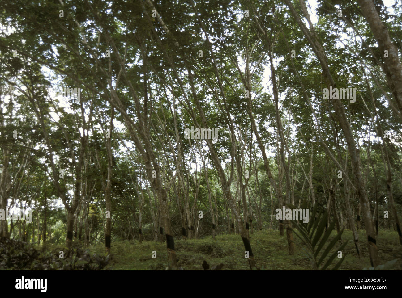 Rubber extraction hi-res stock photography and images - Alamy