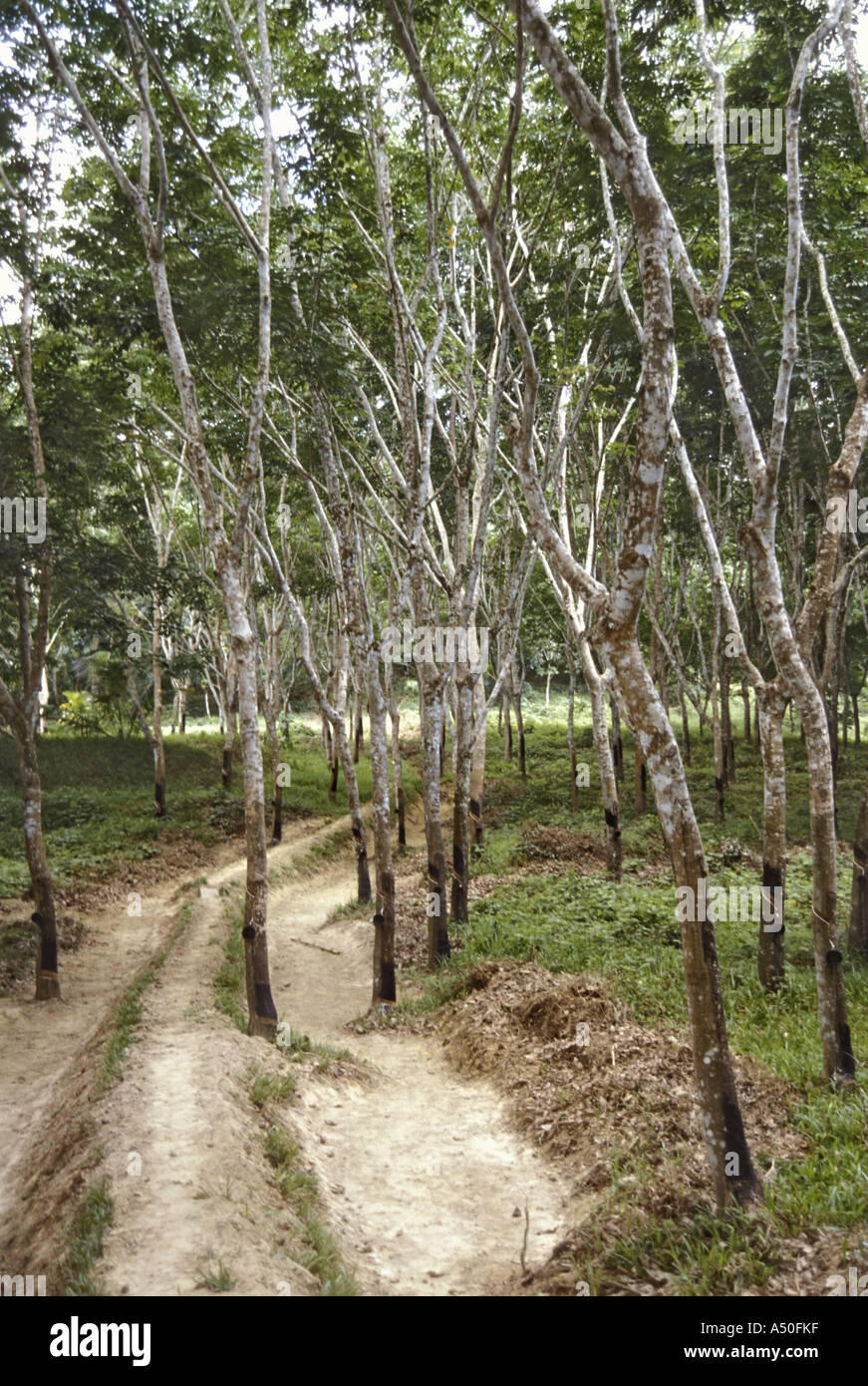 Extraction of rubber from a rubber tree Stock Photo - Alamy