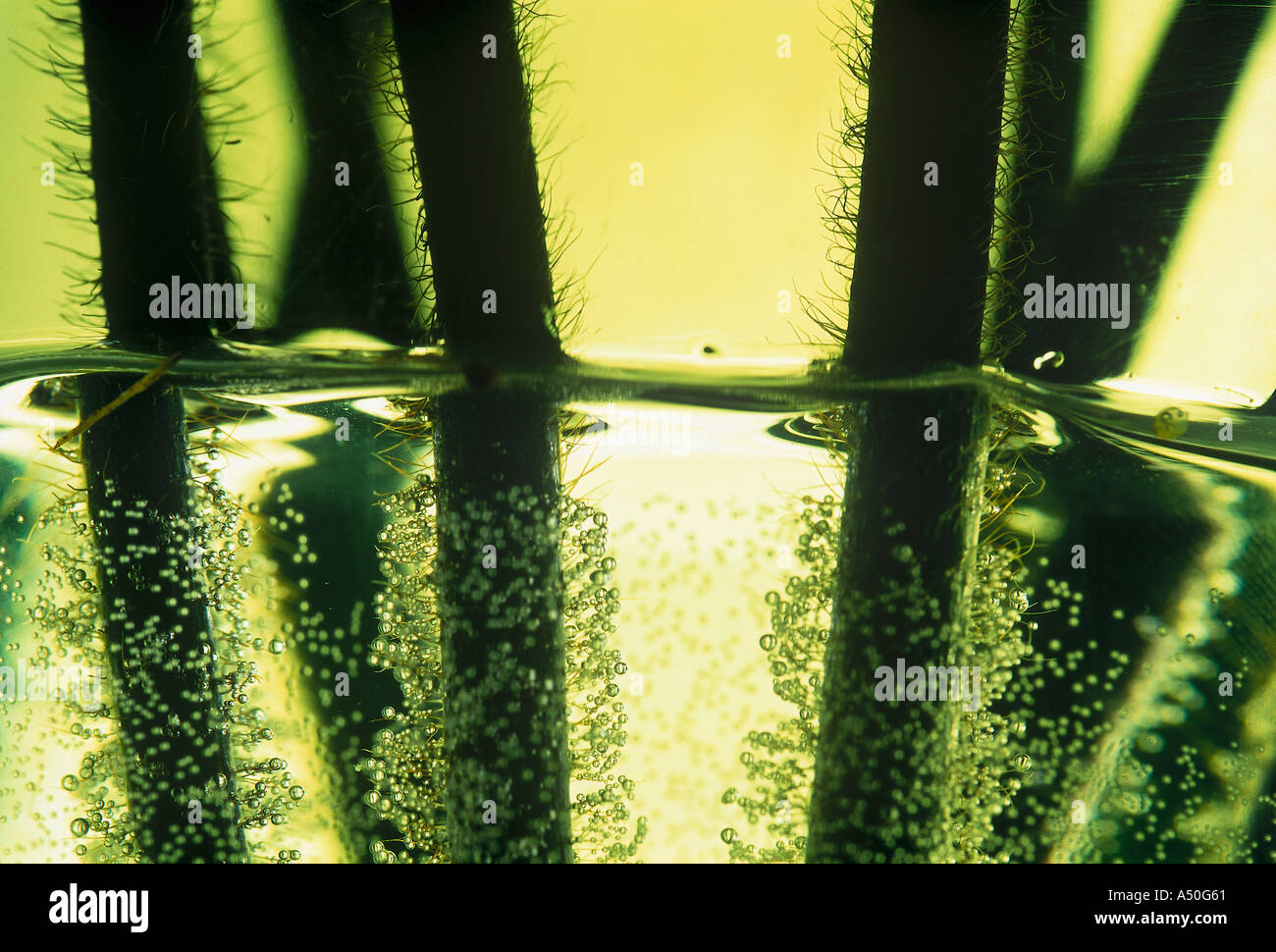 Poppy bubbles hi-res stock photography and images - Alamy