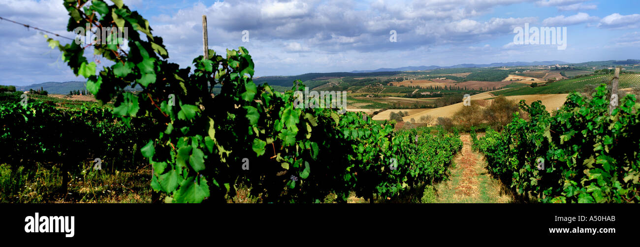 Grape Vines Italy Stock Photo - Alamy