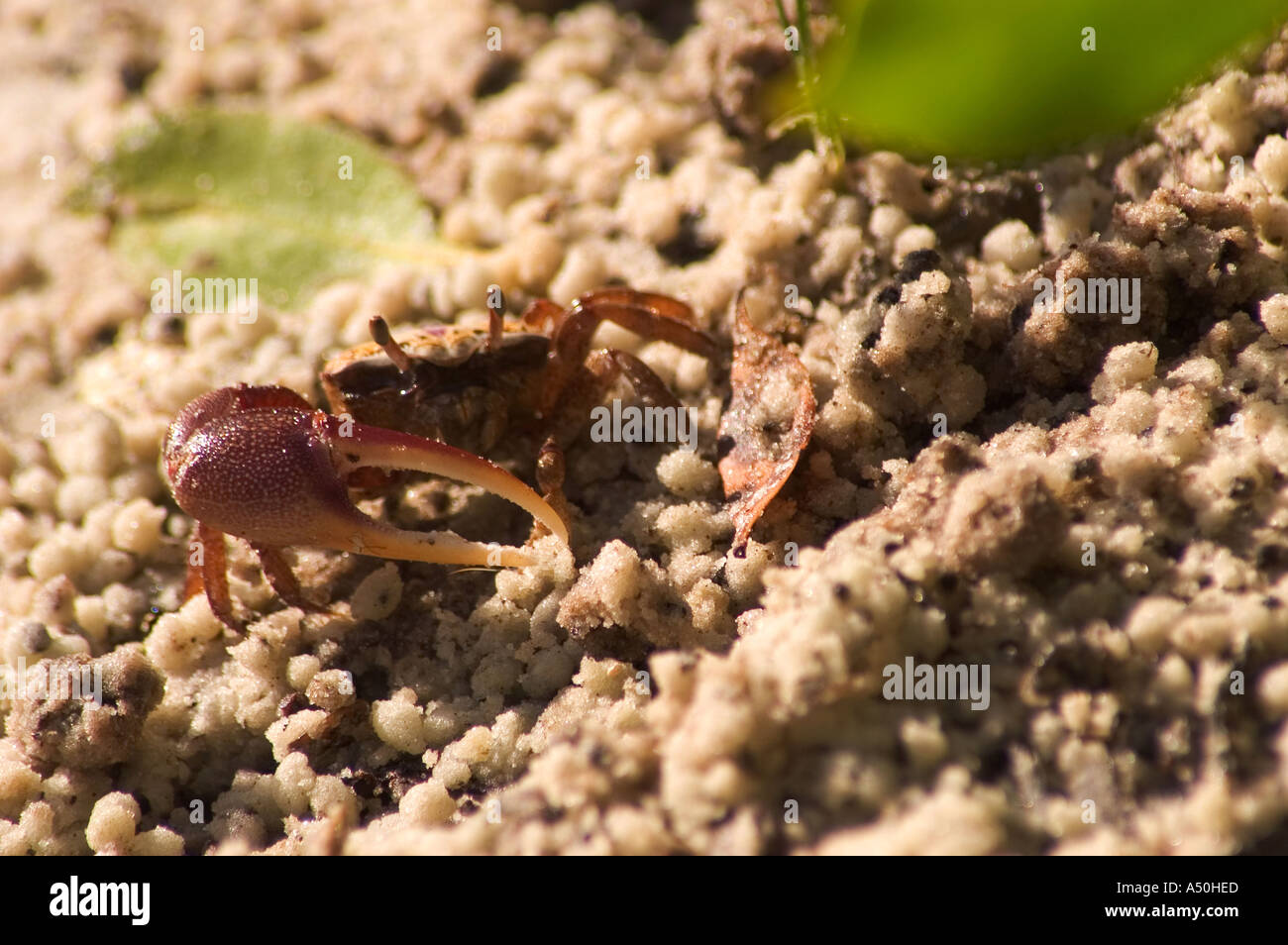 Sand Fiddler Crab Stock Photo - Alamy