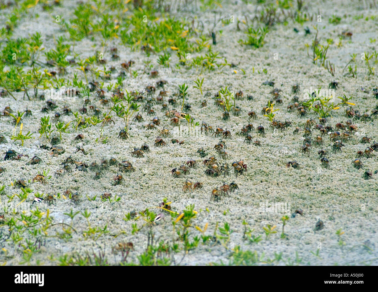 Sand Fiddler Crab Stock Photo - Alamy
