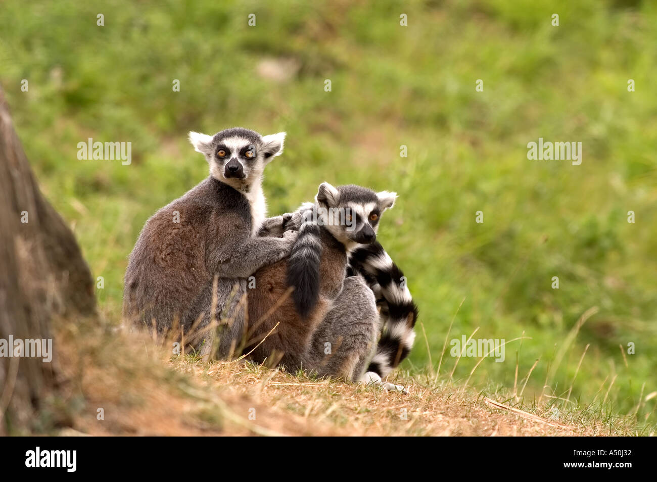 Ring tailed Lemur Stock Photo - Alamy