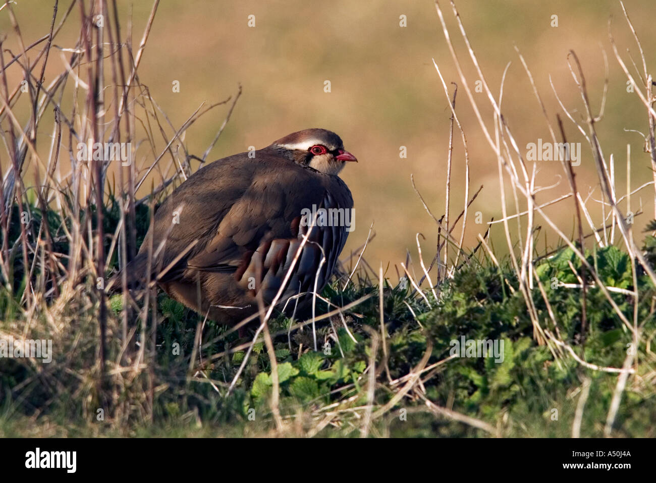Red legged Partridge Stock Photo - Alamy