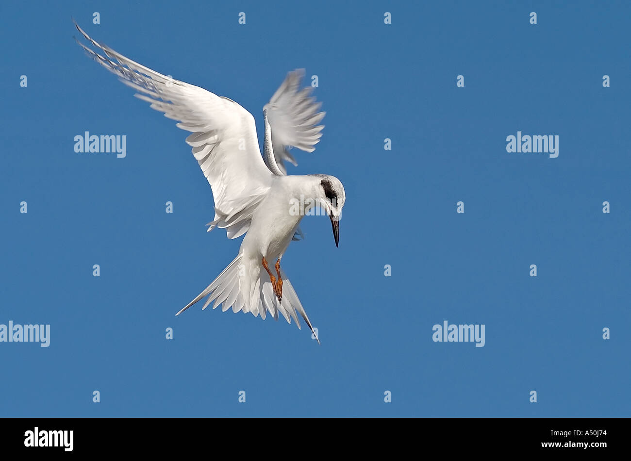 Common tern diving fish hi-res stock photography and images - Alamy