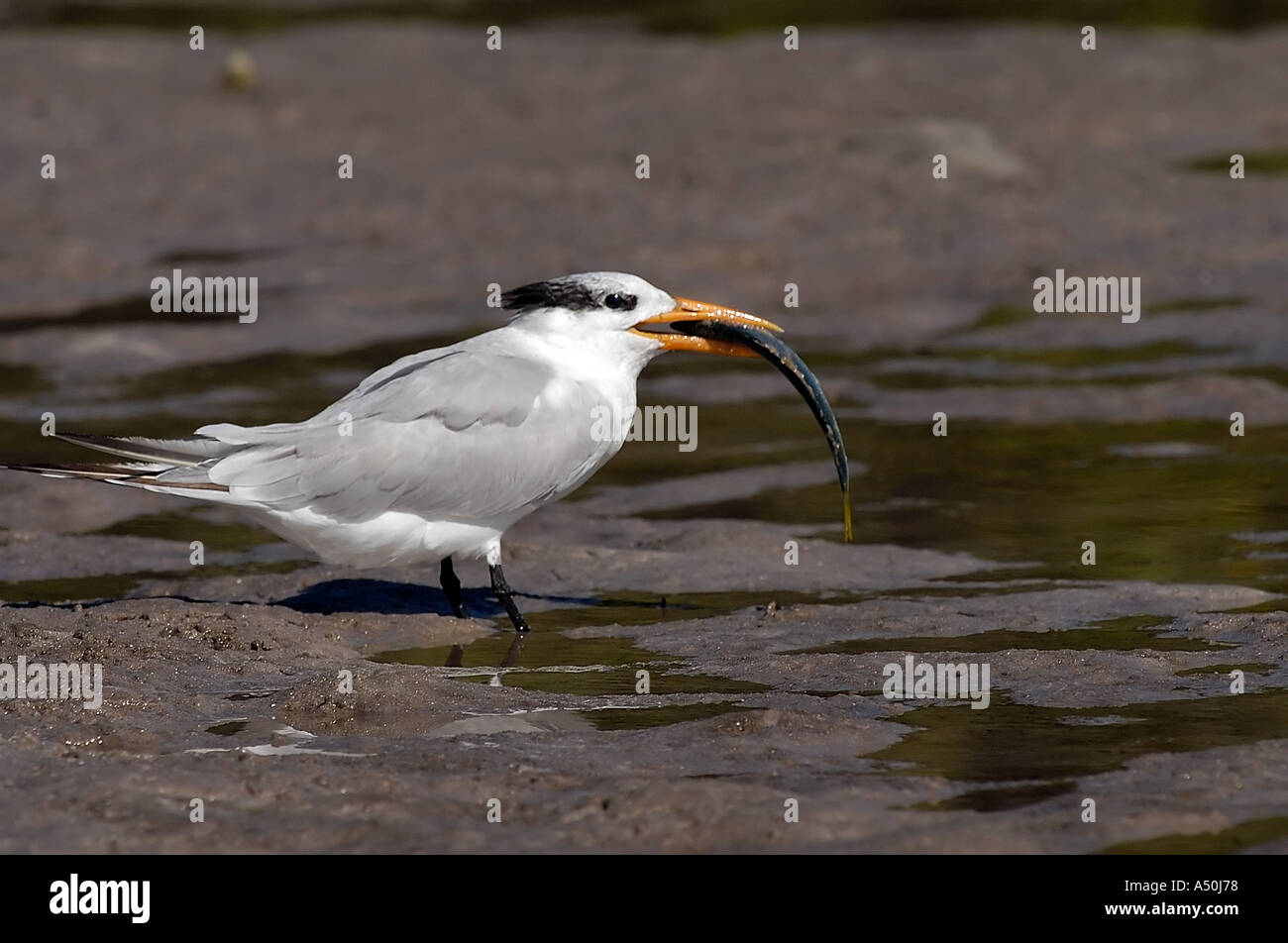 Common tern diving hi-res stock photography and images - Alamy