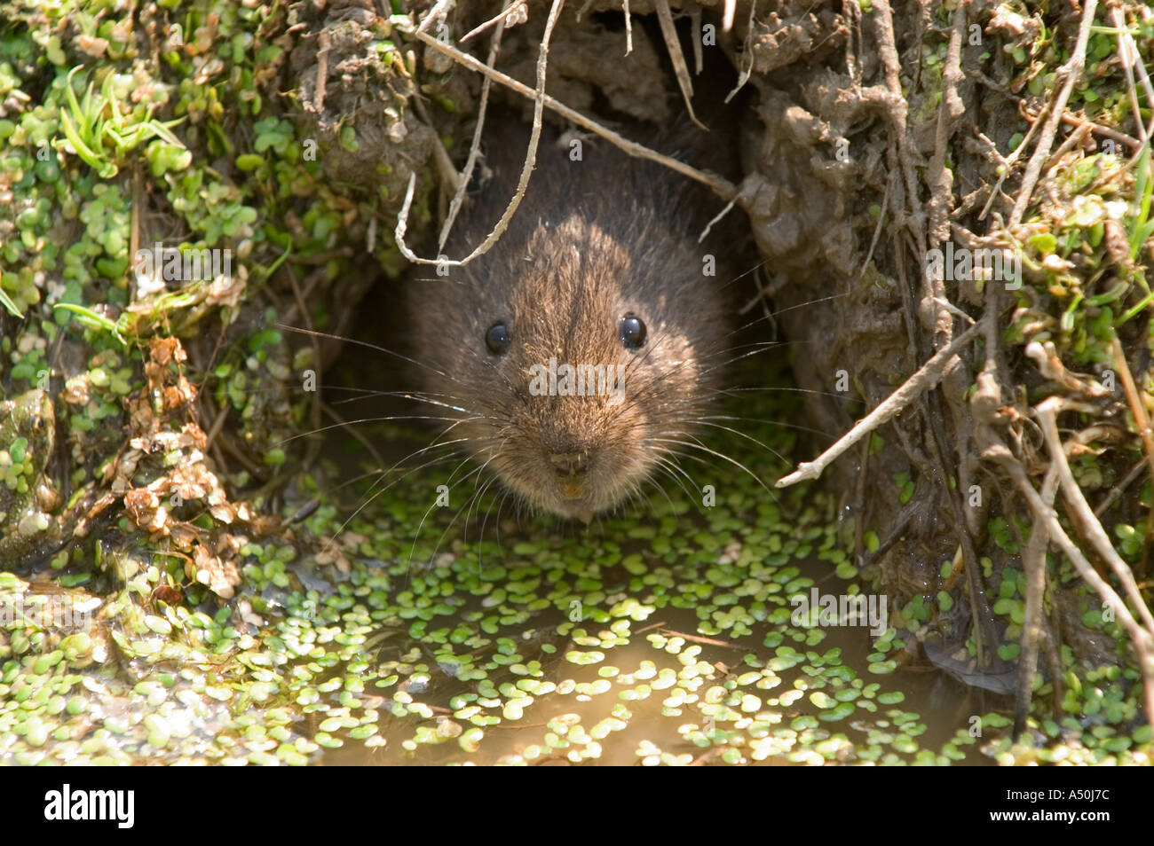 Bank vole eyes hi-res stock photography and images - Alamy