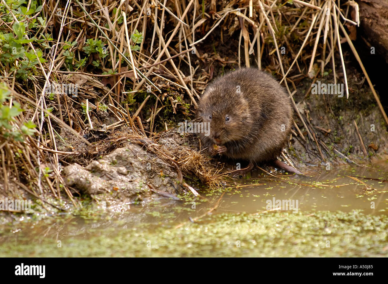 Bank vole eyes hi-res stock photography and images - Alamy