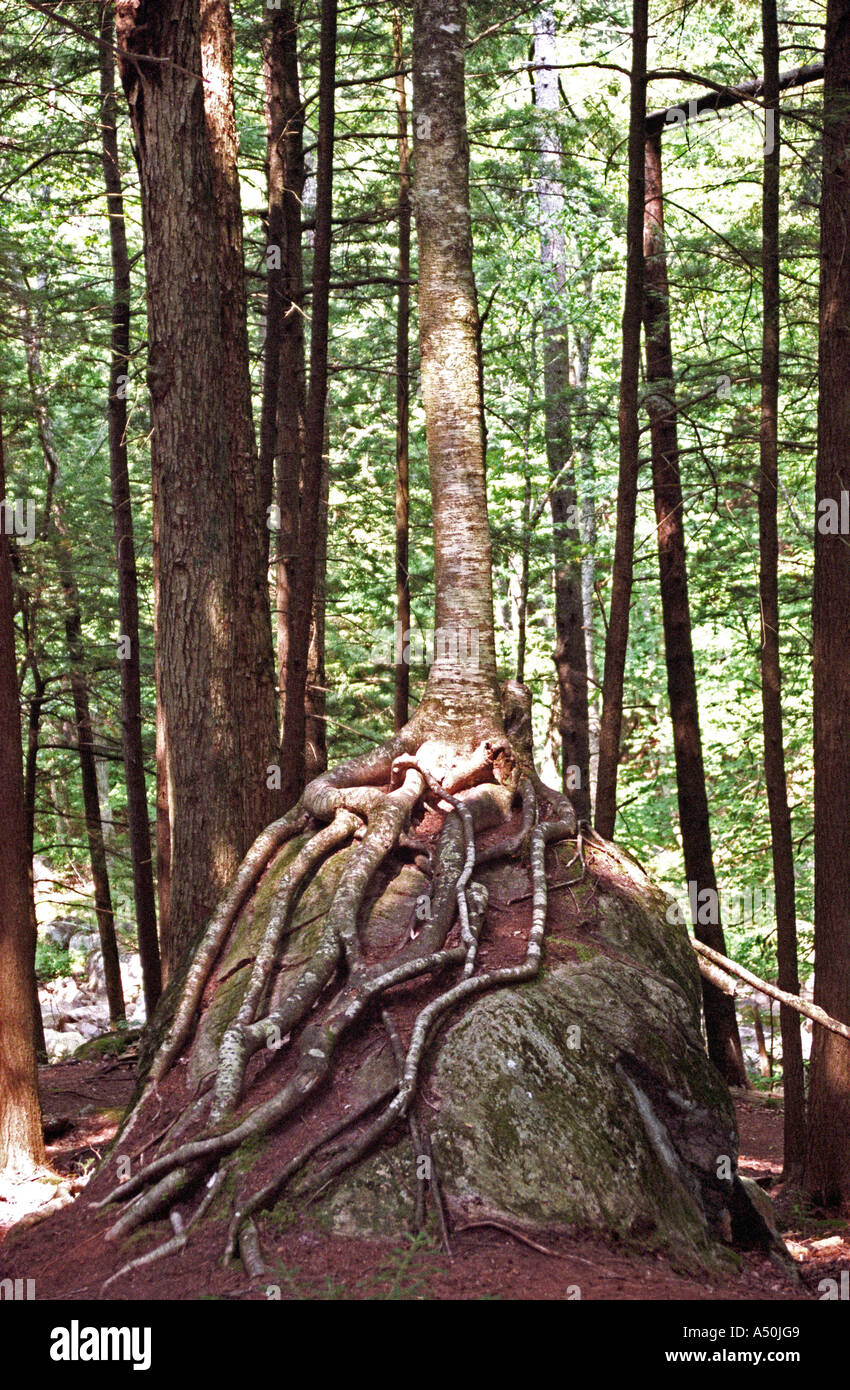 Determination. A tree grows over a rock in Adirondack Park Stock Photo ...